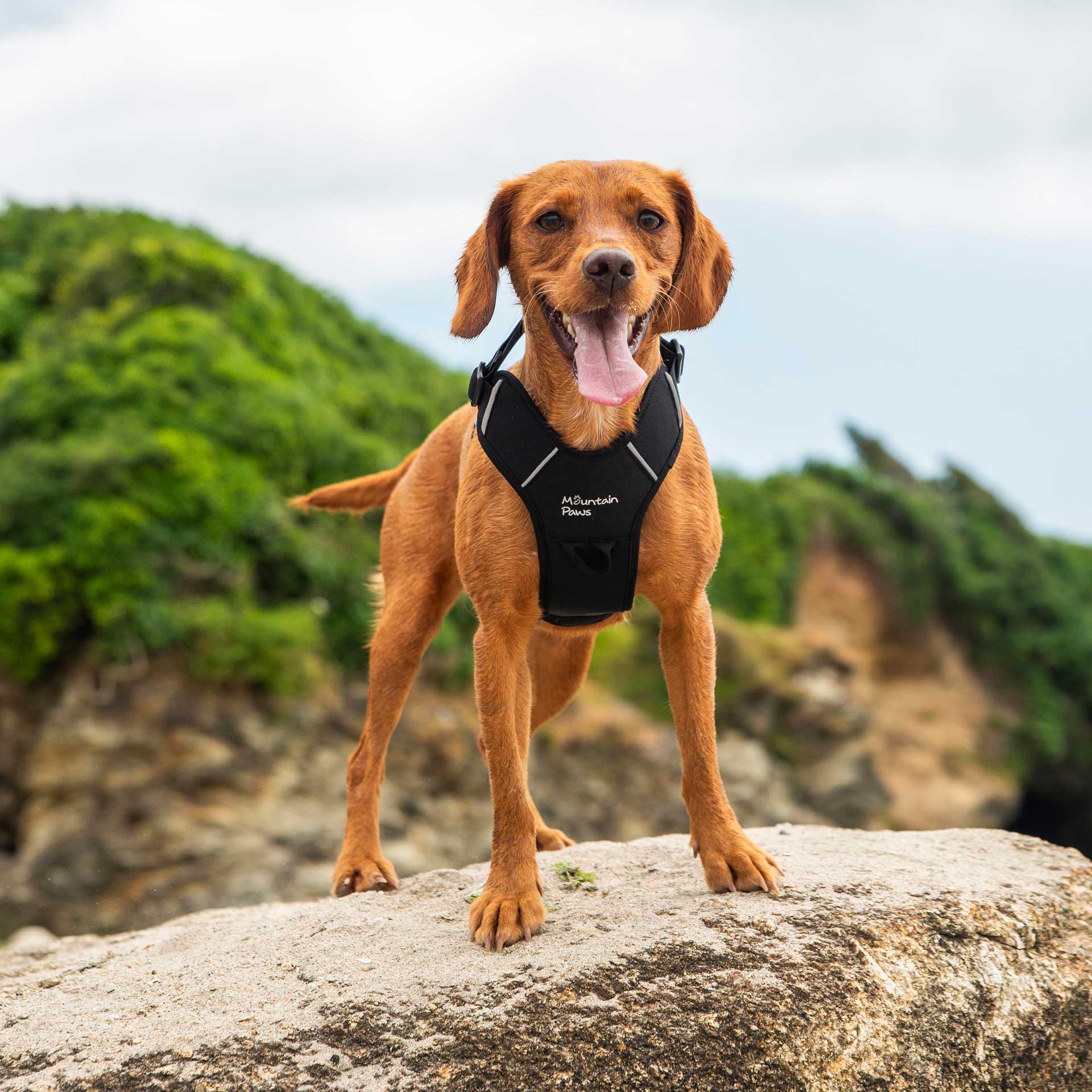 Best Dog Harness - Canine.Org.UK